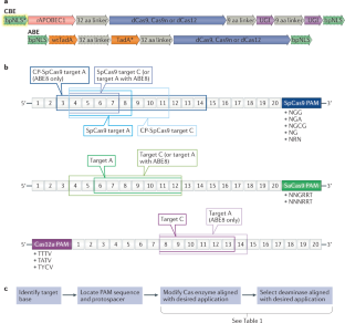Base editing: advances and therapeutic opportunities | Nature Reviews ...