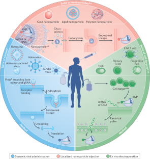 Base editing: advances and therapeutic opportunities | Nature Reviews ...