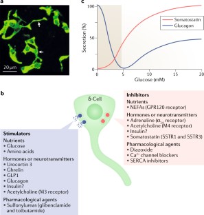 The somatostatin-secreting pancreatic δ-cell in health and disease ...