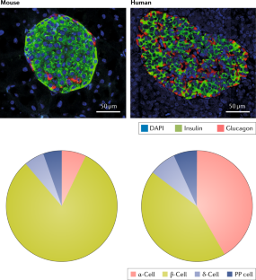 The α-cell in diabetes mellitus | Nature Reviews Endocrinology