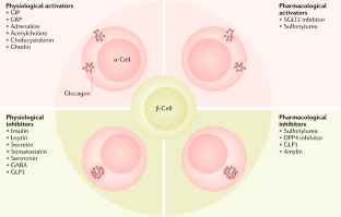 The α-cell in diabetes mellitus | Nature Reviews Endocrinology
