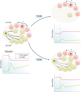 The α-cell in diabetes mellitus | Nature Reviews Endocrinology
