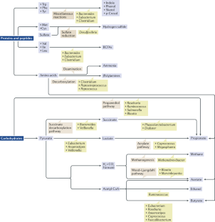 Gut microbial metabolites in obesity, NAFLD and T2DM | Nature Reviews ...