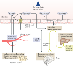 Gut microbial metabolites in obesity, NAFLD and T2DM | Nature Reviews ...