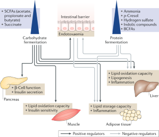 Gut microbial metabolites in obesity, NAFLD and T2DM | Nature Reviews ...