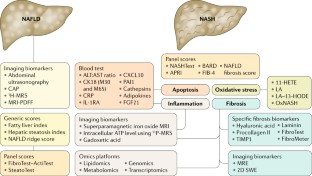 Noninvasive biomarkers in NAFLD and NASH — current progress and future ...