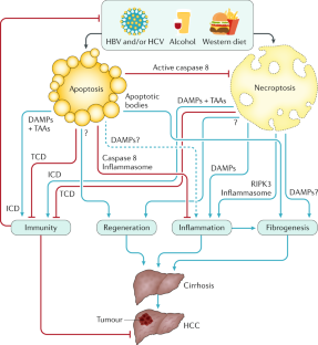 Apoptosis and necroptosis in the liver: a matter of life and death ...