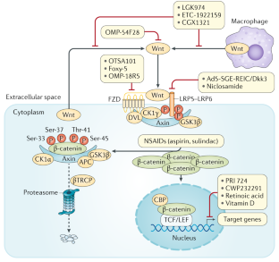 Wnt–β-catenin signalling in liver development, health and disease ...