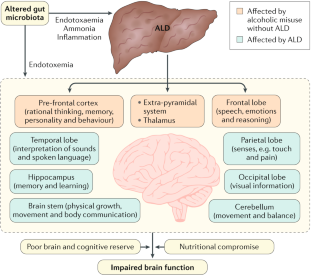 Alcohol, liver disease and the gut microbiota | Nature Reviews Gastroenterology & Hepatology