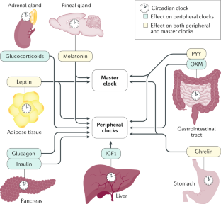 Circadian clocks in the digestive system | Nature Reviews ...