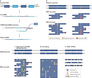 A-to-I RNA editing — immune protector and transcriptome diversifier ...