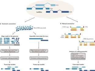 Towards a complete map of the human long non-coding RNA transcriptome ...