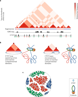 Organizational principles of 3D genome architecture | Nature Reviews Genetics