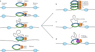 Organizational principles of 3D genome architecture | Nature Reviews ...