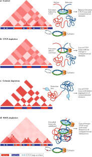 Organizational principles of 3D genome architecture | Nature Reviews Genetics