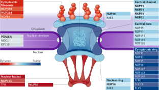 Coaching from the sidelines: the nuclear periphery in genome regulation ...
