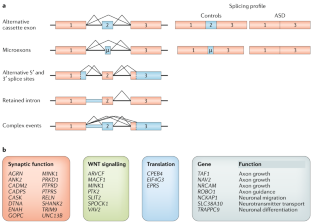 Autism spectrum disorder: insights into convergent mechanisms from ...