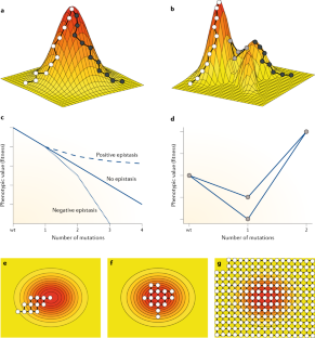 The causes of evolvability and their evolution | Nature Reviews Genetics