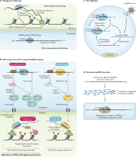 PIWI-interacting RNAs: small RNAs with big functions | Nature Reviews ...