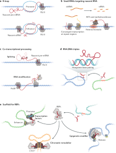 Chromatin-associated RNAs as facilitators of functional genomic ...