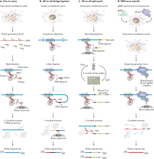 Chromatin-associated RNAs as facilitators of functional genomic interactions | Nature Reviews ...