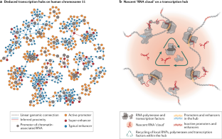Chromatin-associated RNAs as facilitators of functional genomic ...