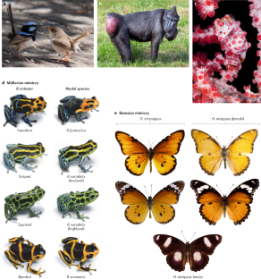 The genomics of coloration provides insights into adaptive evolution ...