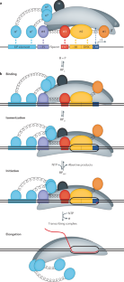Redefining fundamental concepts of transcription initiation in bacteria ...