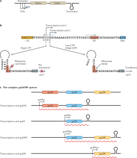 Redefining fundamental concepts of transcription initiation in bacteria ...