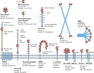 C-type lectins in immunity and homeostasis | Nature Reviews Immunology