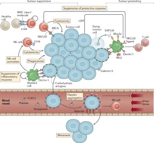 C-type lectins in immunity and homeostasis | Nature Reviews Immunology