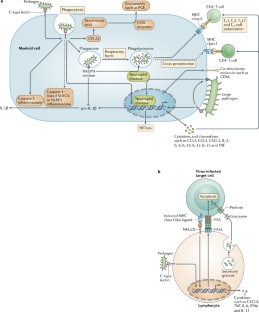 C-type lectins in immunity and homeostasis | Nature Reviews Immunology
