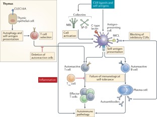 C-type lectins in immunity and homeostasis | Nature Reviews Immunology