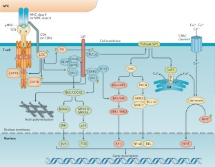 Regulatory mechanisms in T cell receptor signalling | Nature Reviews ...