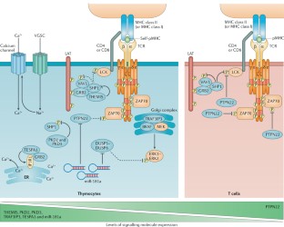 Regulatory mechanisms in T cell receptor signalling | Nature Reviews ...