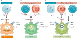 The evolving role of T-bet in resistance to infection | Nature Reviews ...
