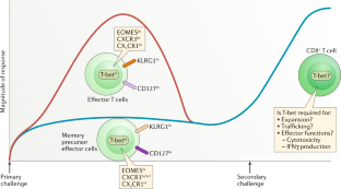 The evolving role of T-bet in resistance to infection | Nature Reviews ...