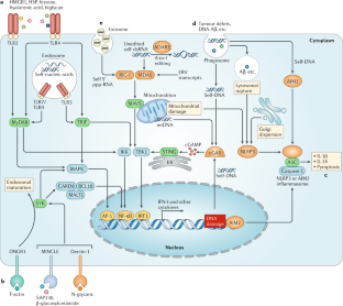 DAMP-sensing receptors in sterile inflammation and inflammatory ...