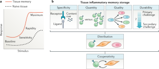 Distribution and storage of inflammatory memory in barrier tissues ...