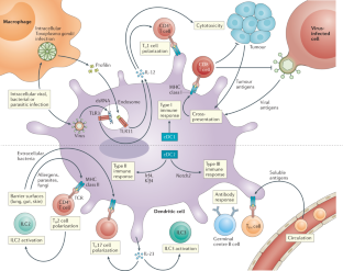 Genetic models of human and mouse dendritic cell development and ...