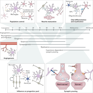Innate immunity at the crossroads of healthy brain maturation and ...