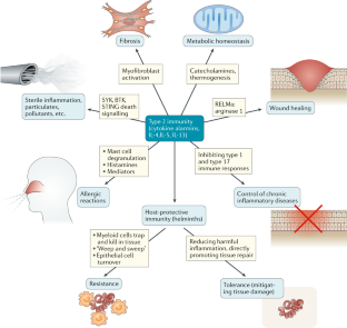 Heterogeneity in the initiation, development and function of type 2 ...