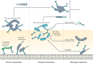 Diversity and dynamism of IgA−microbiota interactions | Nature Reviews ...