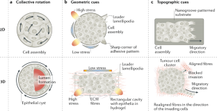 Material approaches to active tissue mechanics | Nature Reviews Materials