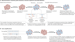 Mechanisms and clinical relevance of bacterial heteroresistance ...