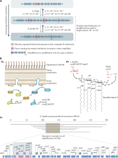 Mechanisms and clinical relevance of bacterial heteroresistance ...