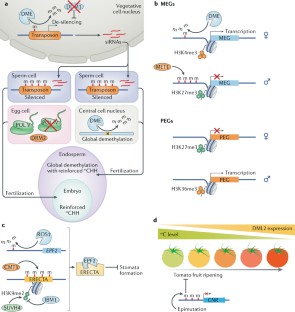 Dynamics and function of DNA methylation in plants | Nature Reviews ...