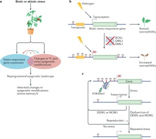 Dynamics and function of DNA methylation in plants | Nature Reviews ...