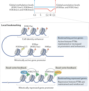 A changing paradigm of transcriptional memory propagation through ...
