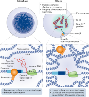 A changing paradigm of transcriptional memory propagation through ...